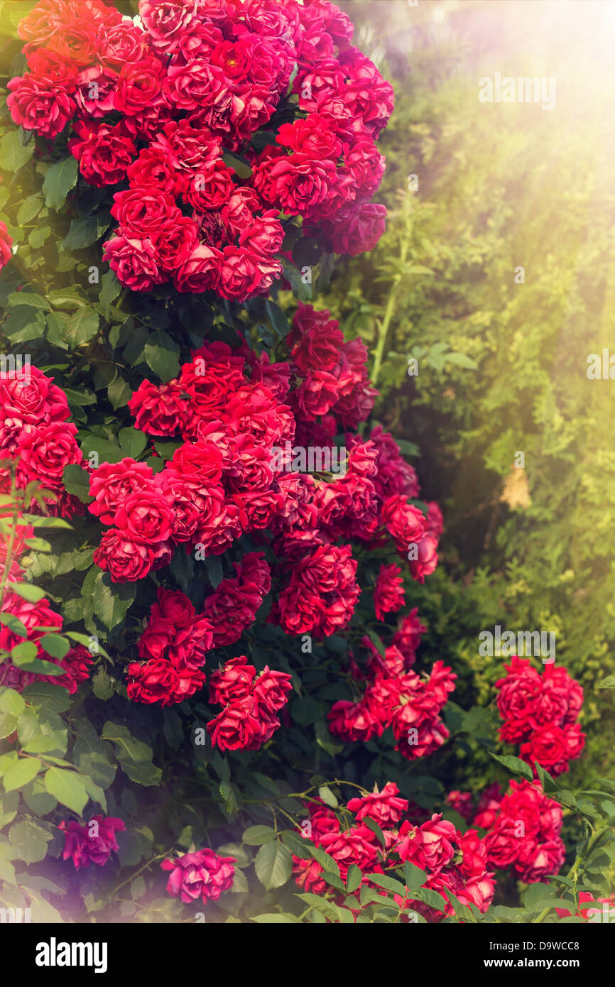 Carte rose Banque de photographies et d’images à haute résolution - Alamy