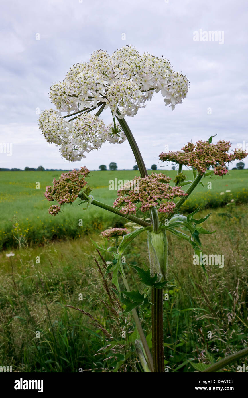 Fleur de berce Banque de photographies et d’images à haute résolution ...