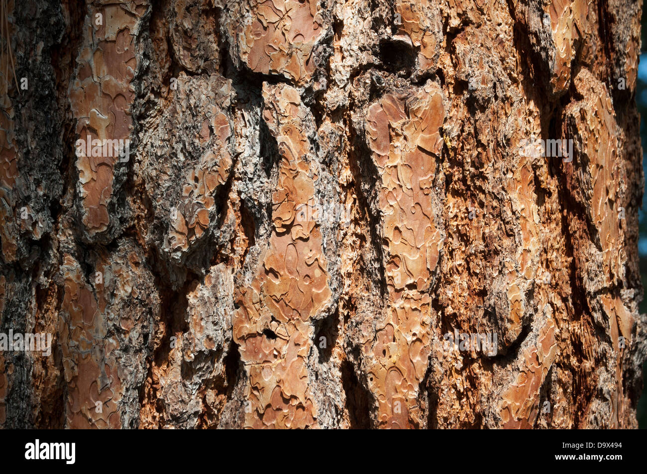 Tronc d'arbre de pin ponderosa montrant un gros plan de l'écorce des ...