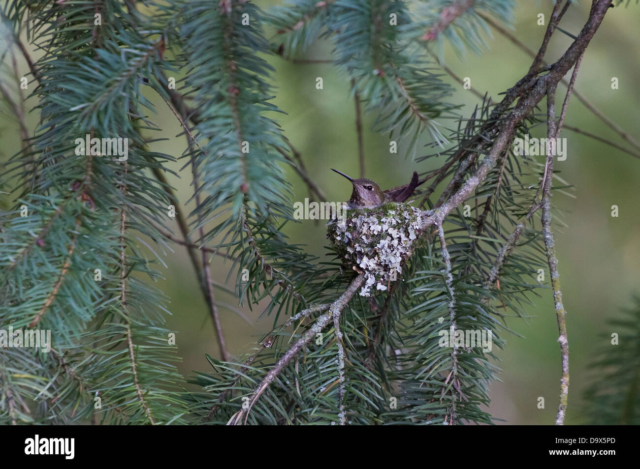Nid de colibris Banque de photographies et d’images à haute résolution ...