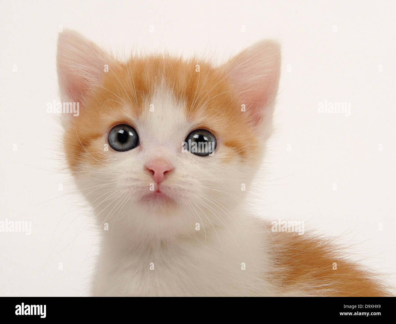 Sad kitten Banque de photographies et d’images à haute résolution - Alamy