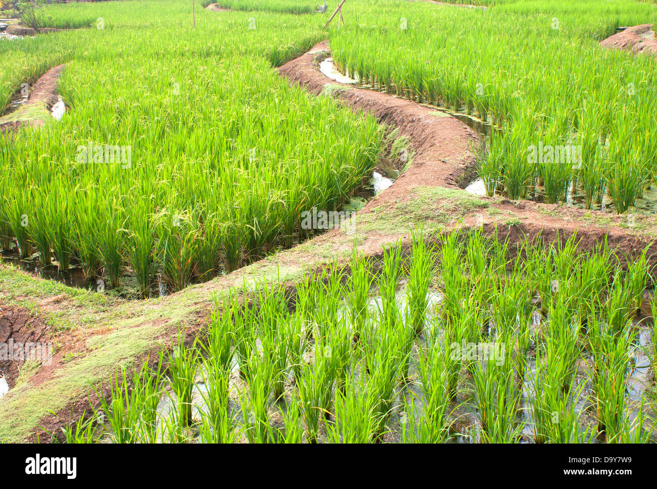 Terraced rice fields Banque de photographies et d’images à haute ...