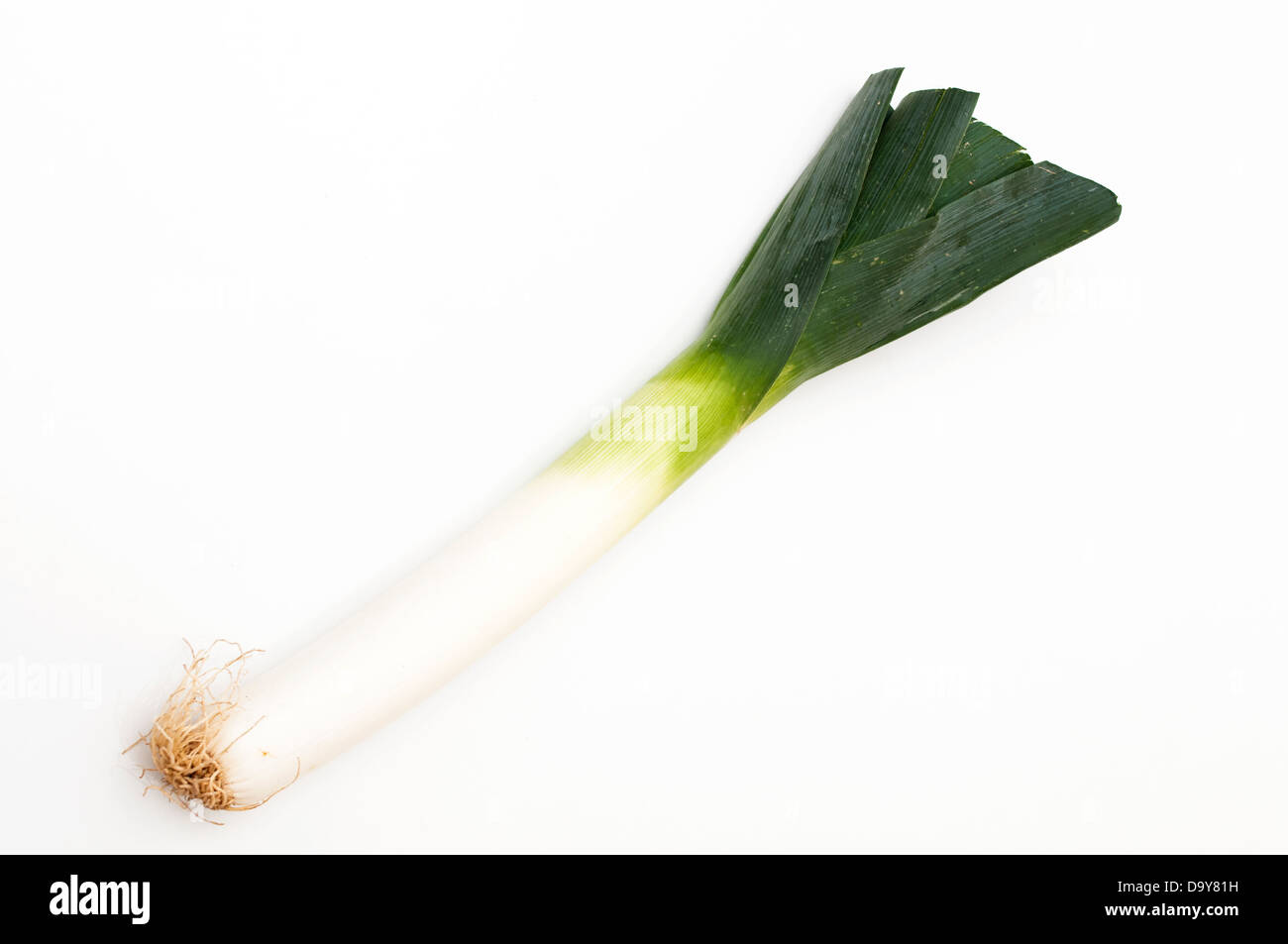 Gros oignon Banque de photographies et d’images à haute résolution - Alamy