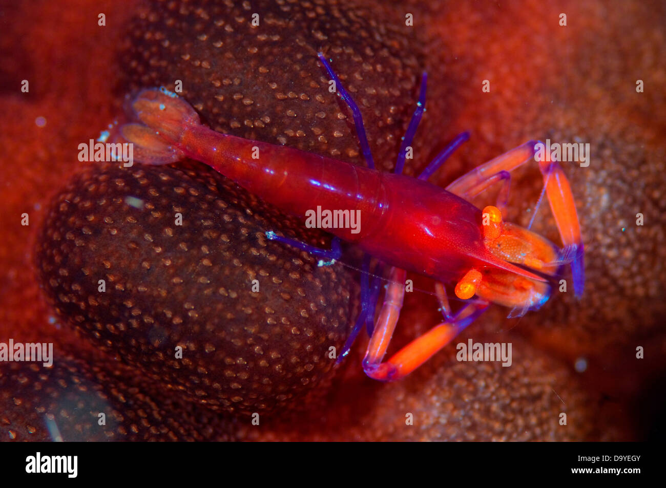 Crevettes commensaux (Periclimenes imperator) vivant sur le concombre ...