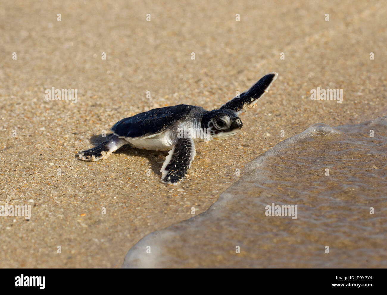 Tortues tortue verte (Chelonia mydas) ramper vers l'océan Photo Stock ...