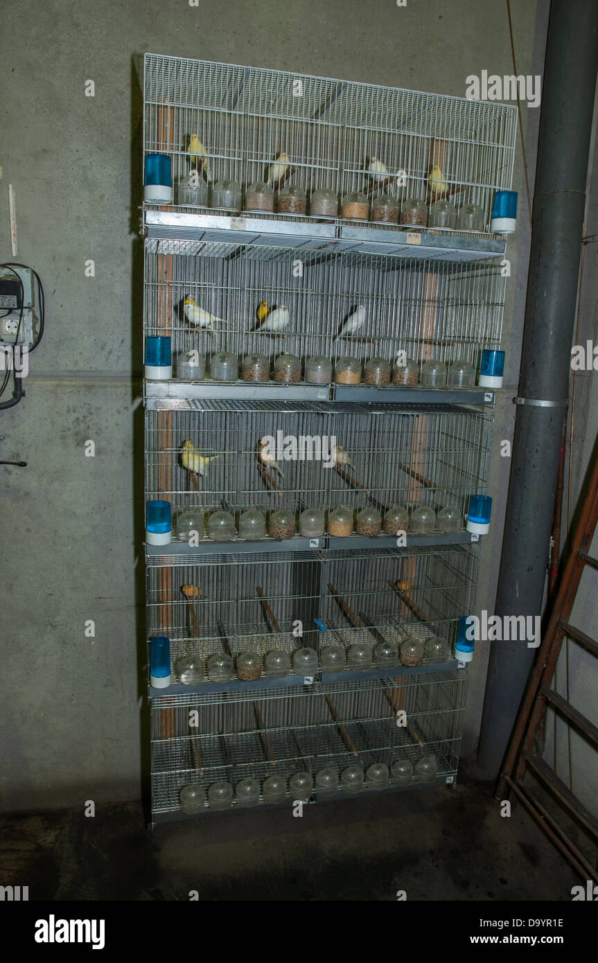 Secteur de cages pour canaris de race de toutes les couleurs Photo ...