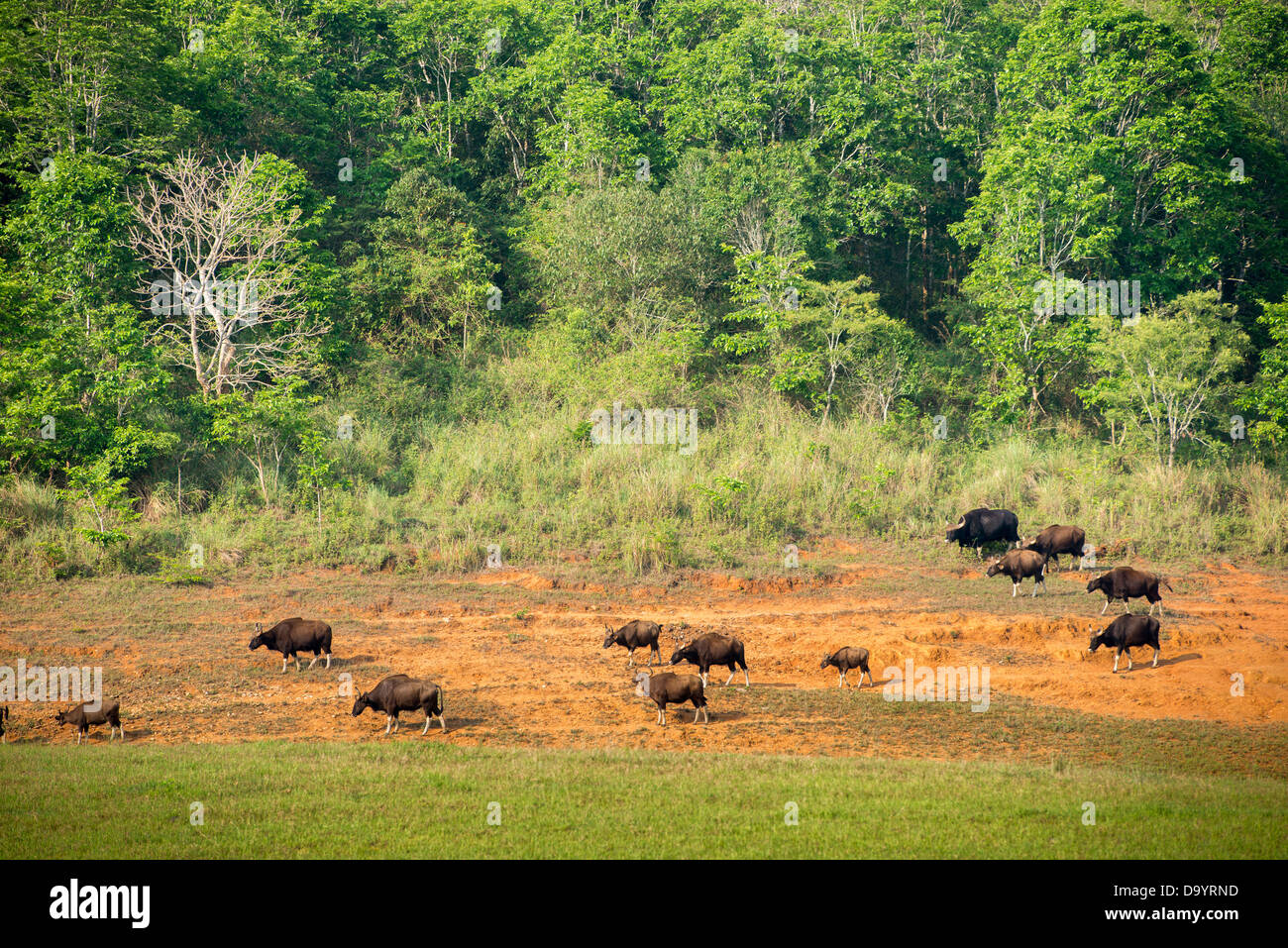 Gaur bos gaurus Banque de photographies et d’images à haute résolution ...