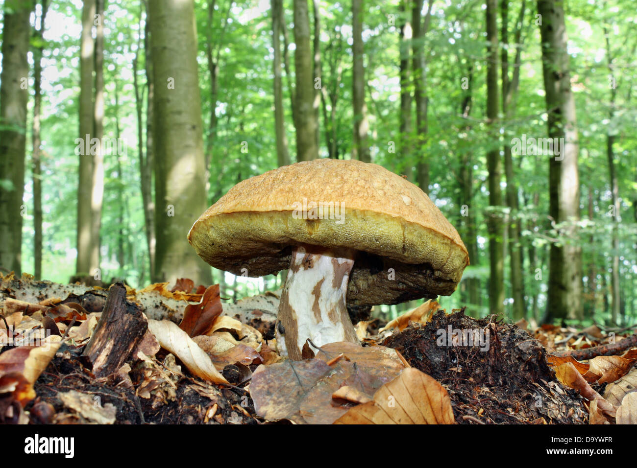 Giant boletus mushroom boletus edulis Banque de photographies et d ...