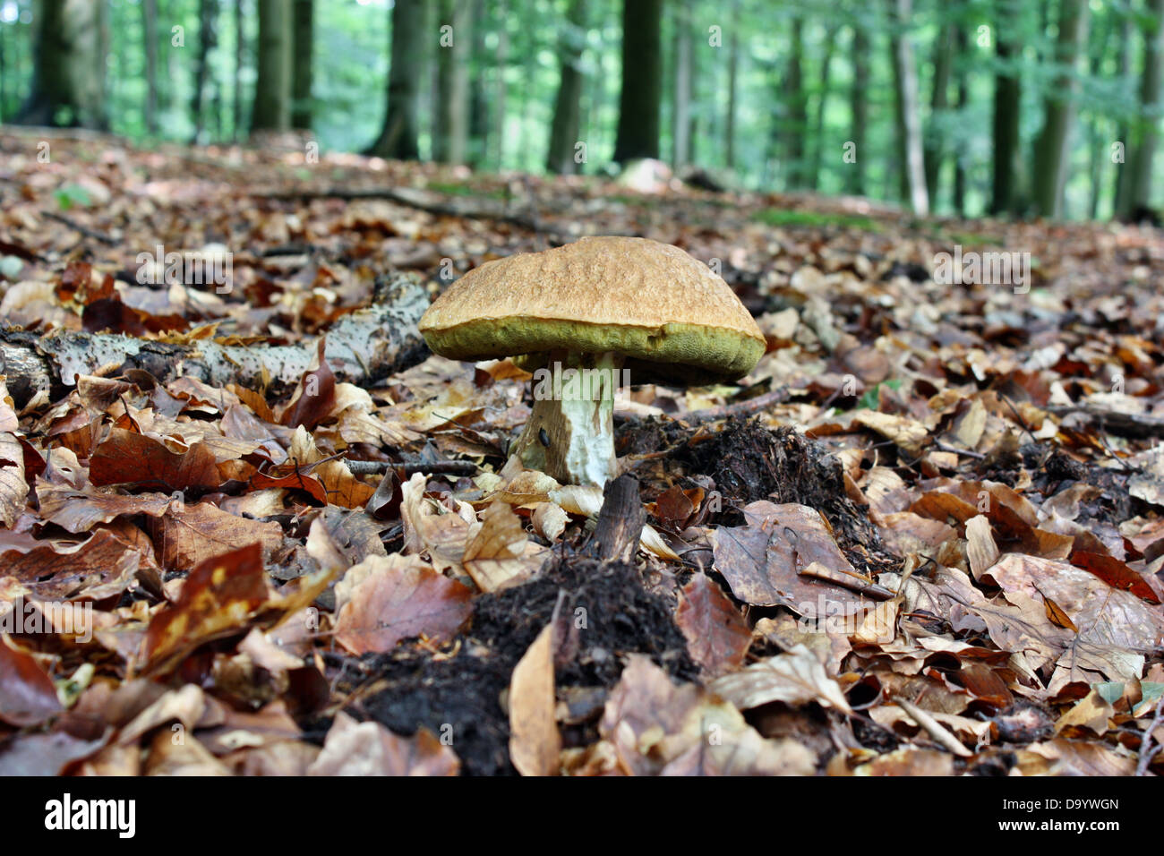 Giant boletus mushroom boletus edulis Banque de photographies et d ...