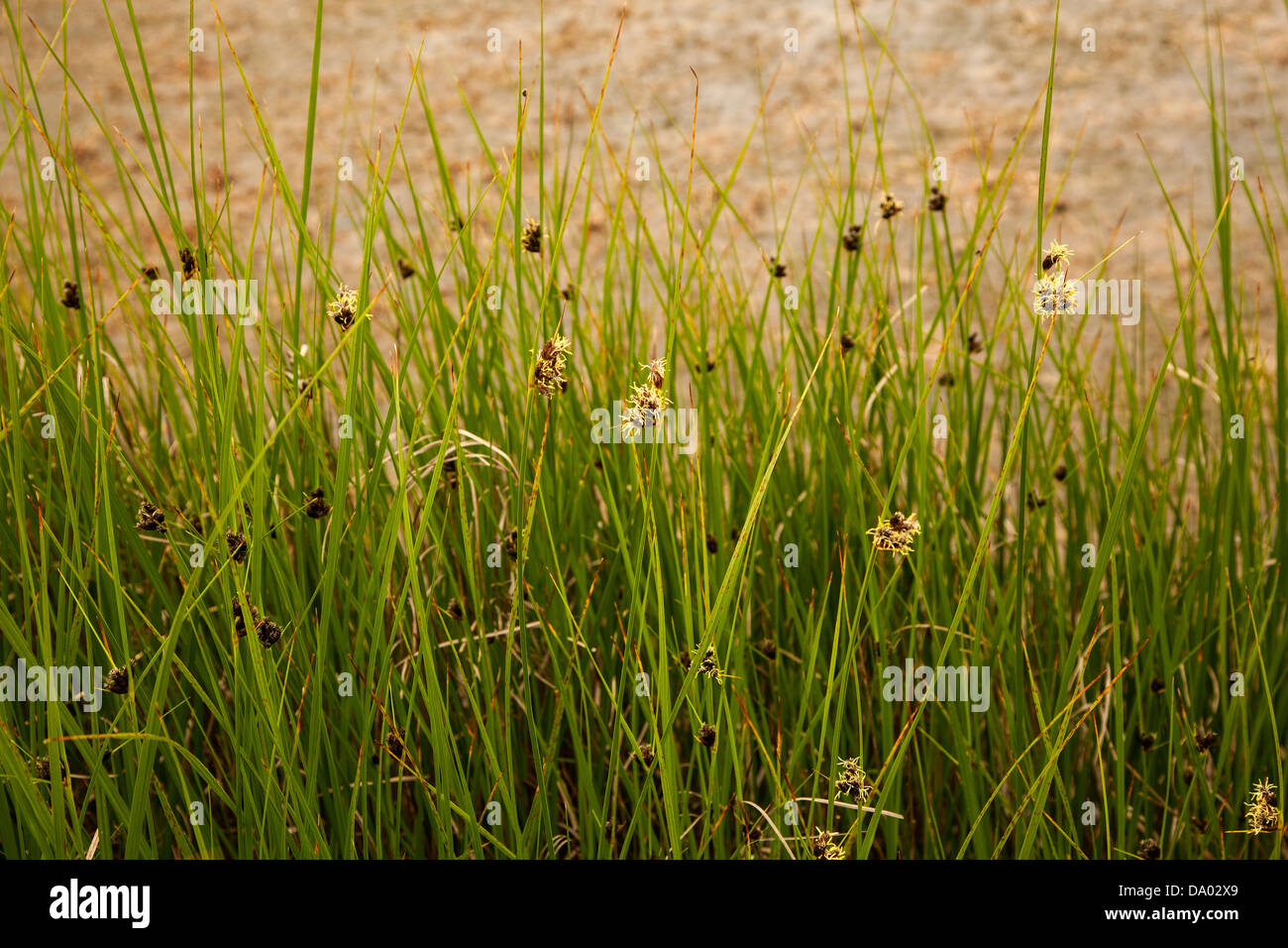 Rush flower Banque de photographies et d’images à haute résolution - Alamy