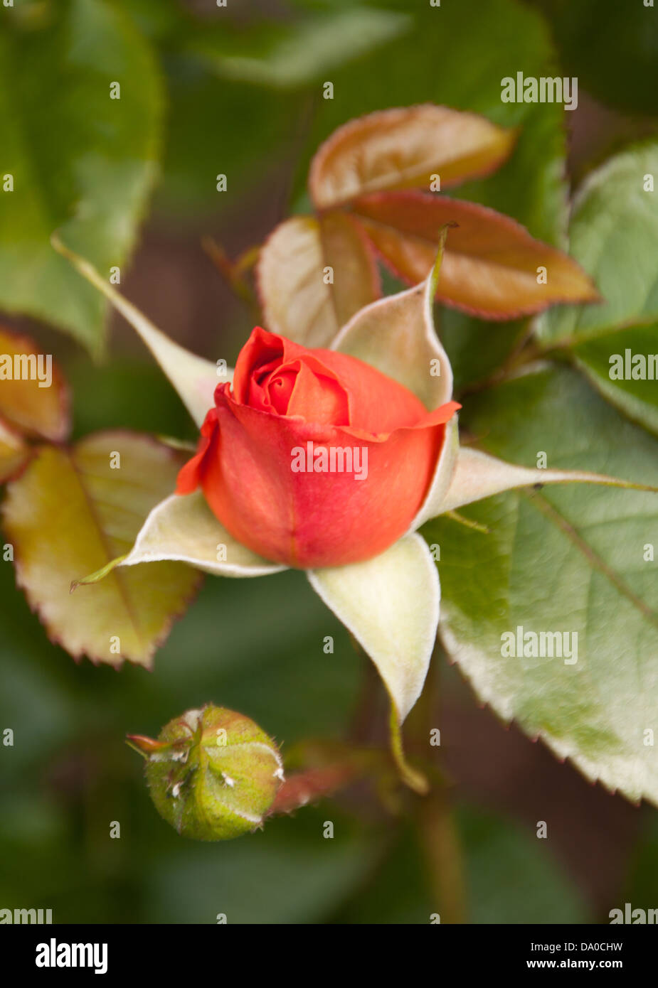 Bouton de rose rouge fermé Banque de photographies et d’images à haute ...