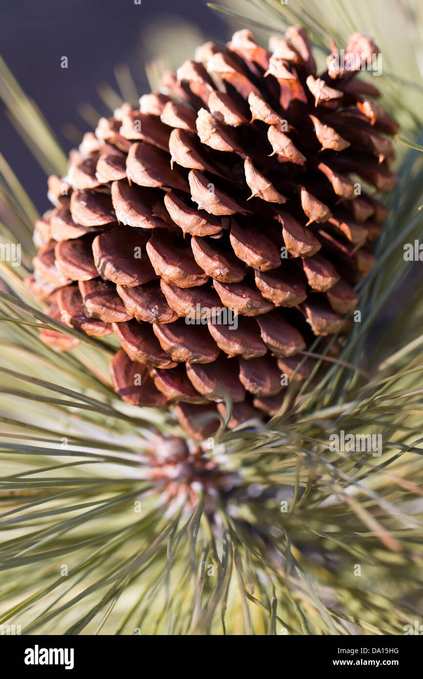 Pomme de pin femelle Banque de photographies et d’images à haute ...