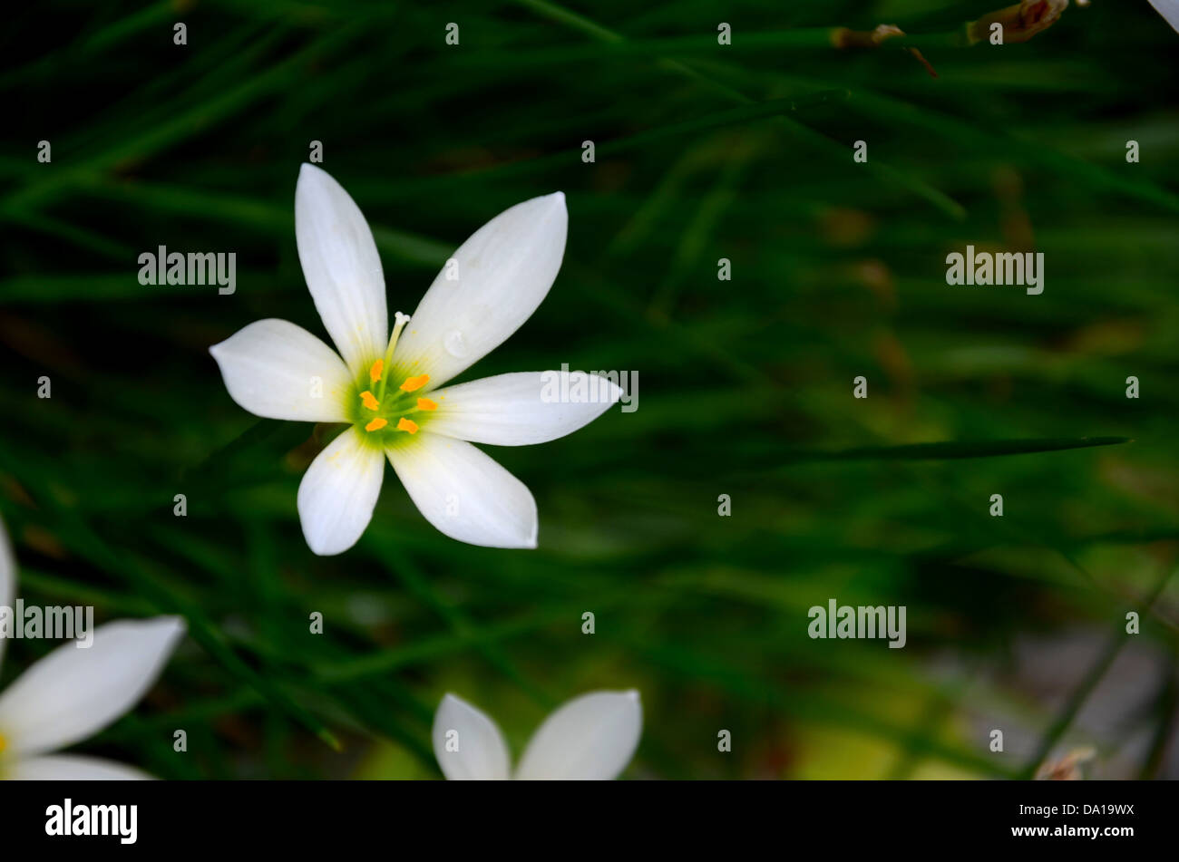 Fleur de lis de pluie Banque de photographies et d’images à haute résolution - Alamy