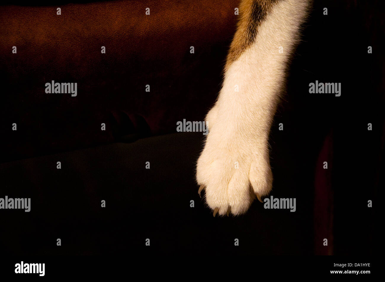 Chat Patte Banque d'image et photos - Alamy