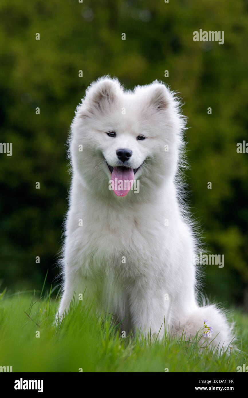 Chiens Samoyed Banque d'image et photos - Alamy