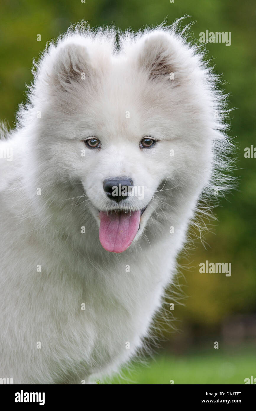 Samoyede dog Banque de photographies et d’images à haute résolution - Alamy