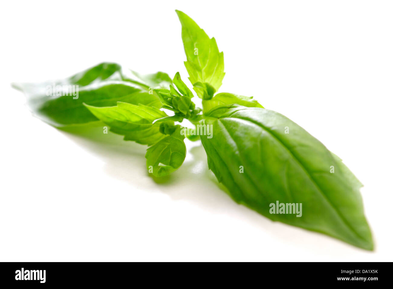 Feuilles de basilic Banque de photographies et d’images à haute ...