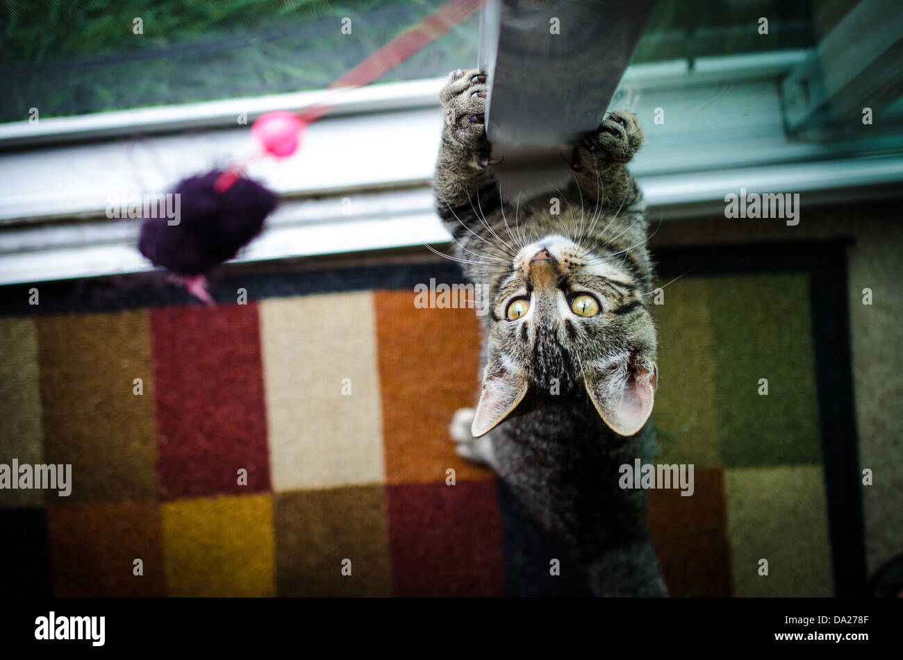 Chat jouant Banque de photographies et d’images à haute résolution - Alamy