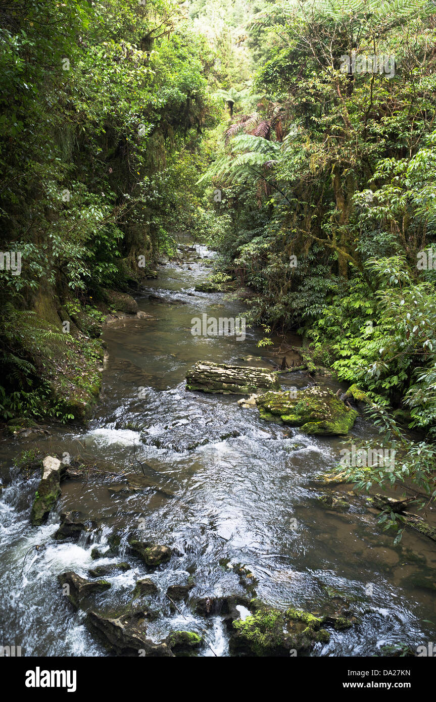 Dh Nouvelle-zélande WAITOMO river gorge Rainforest Photo Stock - Alamy