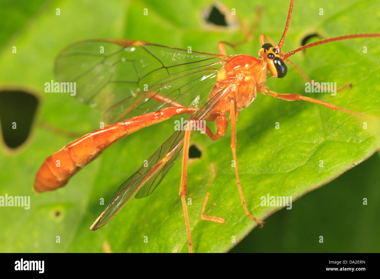 Ophion sp Banque de photographies et d’images à haute résolution - Alamy