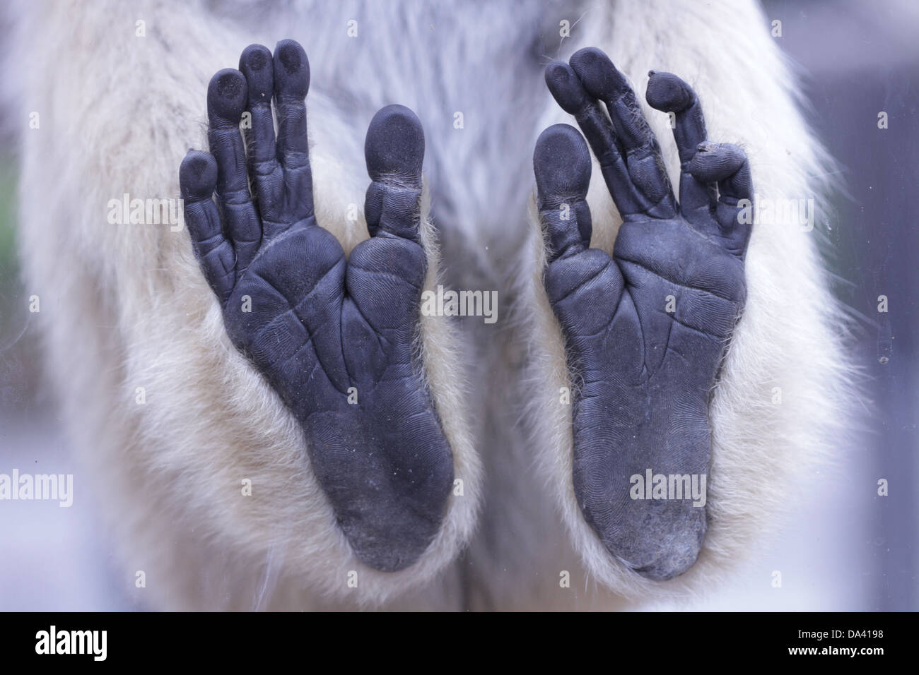 Pieds de singe Banque de photographies et d’images à haute résolution ...