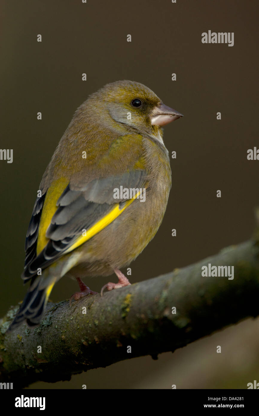 Portrait de verdier Banque de photographies et d’images à haute ...