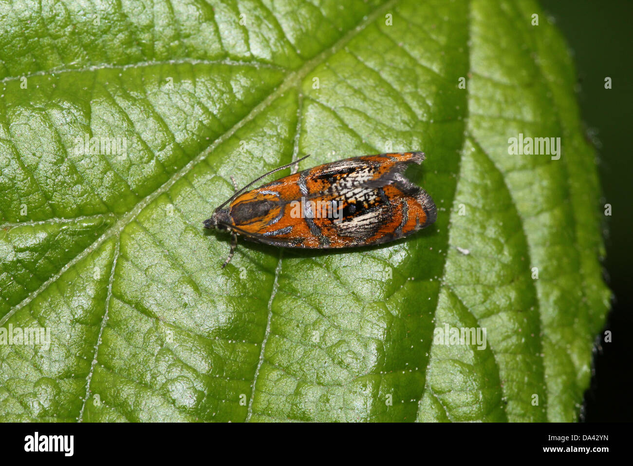 Microvlinders Banque de photographies et d’images à haute résolution ...