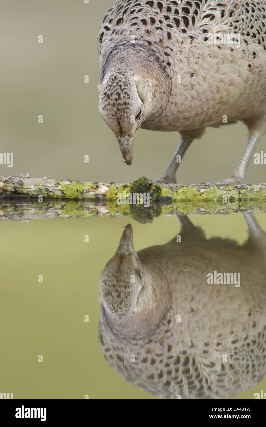 Le faisan commun (Phasianus colchicus) femelle adulte, debout à bord de ...