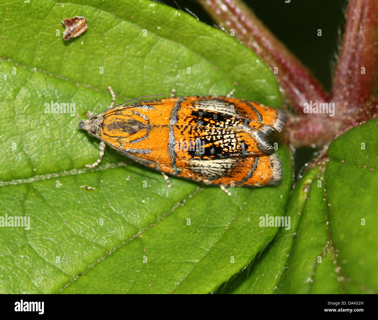 Microvlinders Banque de photographies et d’images à haute résolution ...