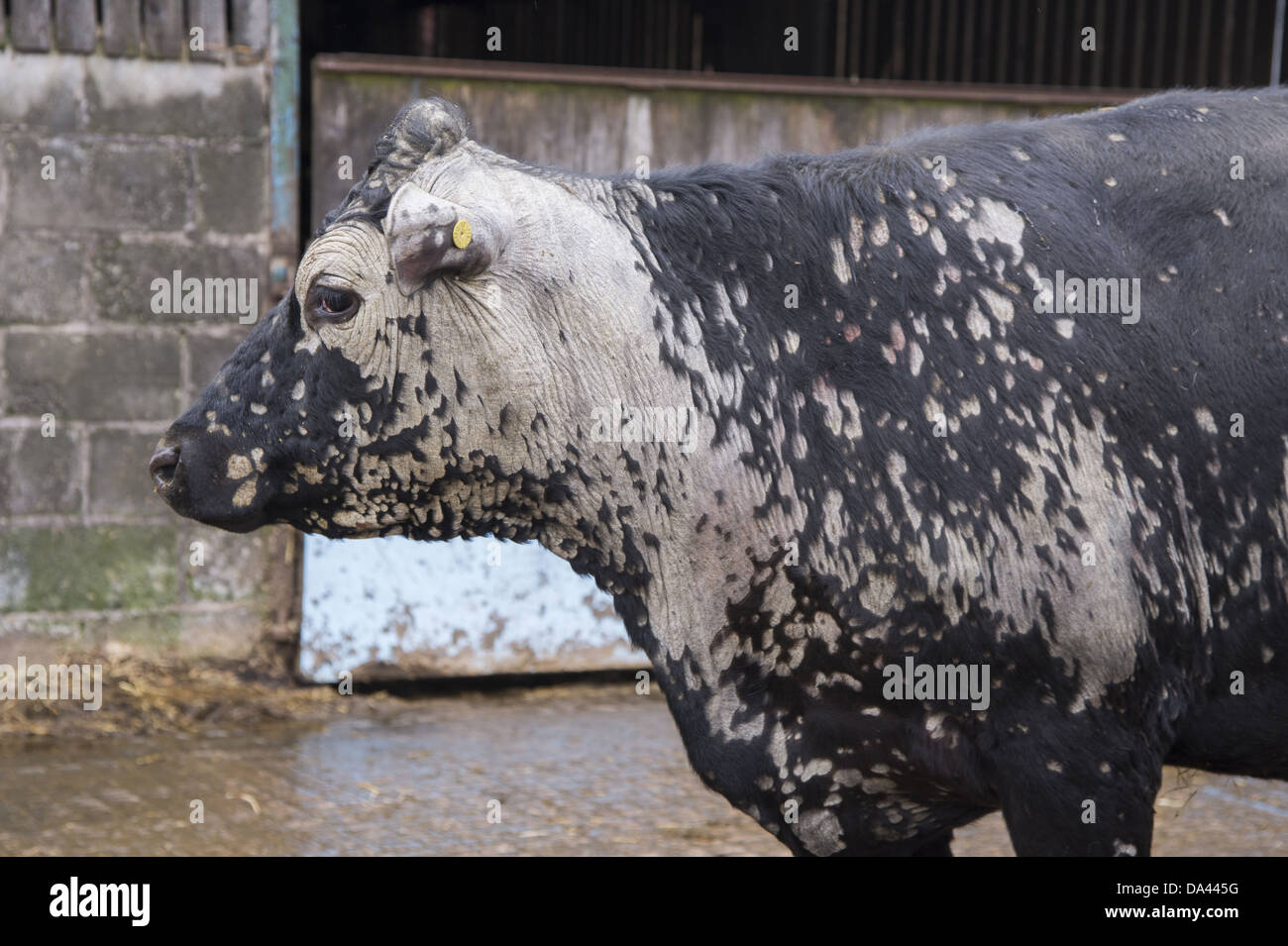 Les bovins domestiques, les vaches laitières de races croisées, avec de ...