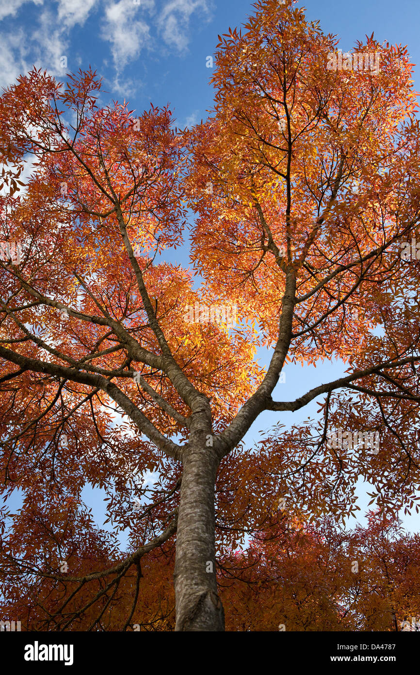 Frêne commun (Fraxinus excelsior) branches avec des feuilles à l ...