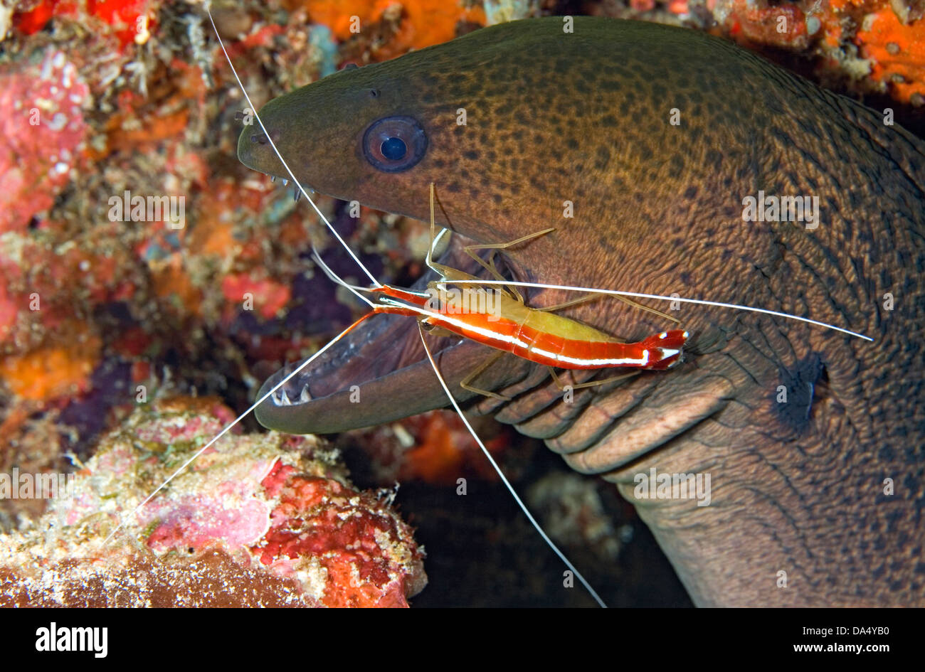 Crevette géante Banque de photographies et d’images à haute résolution ...