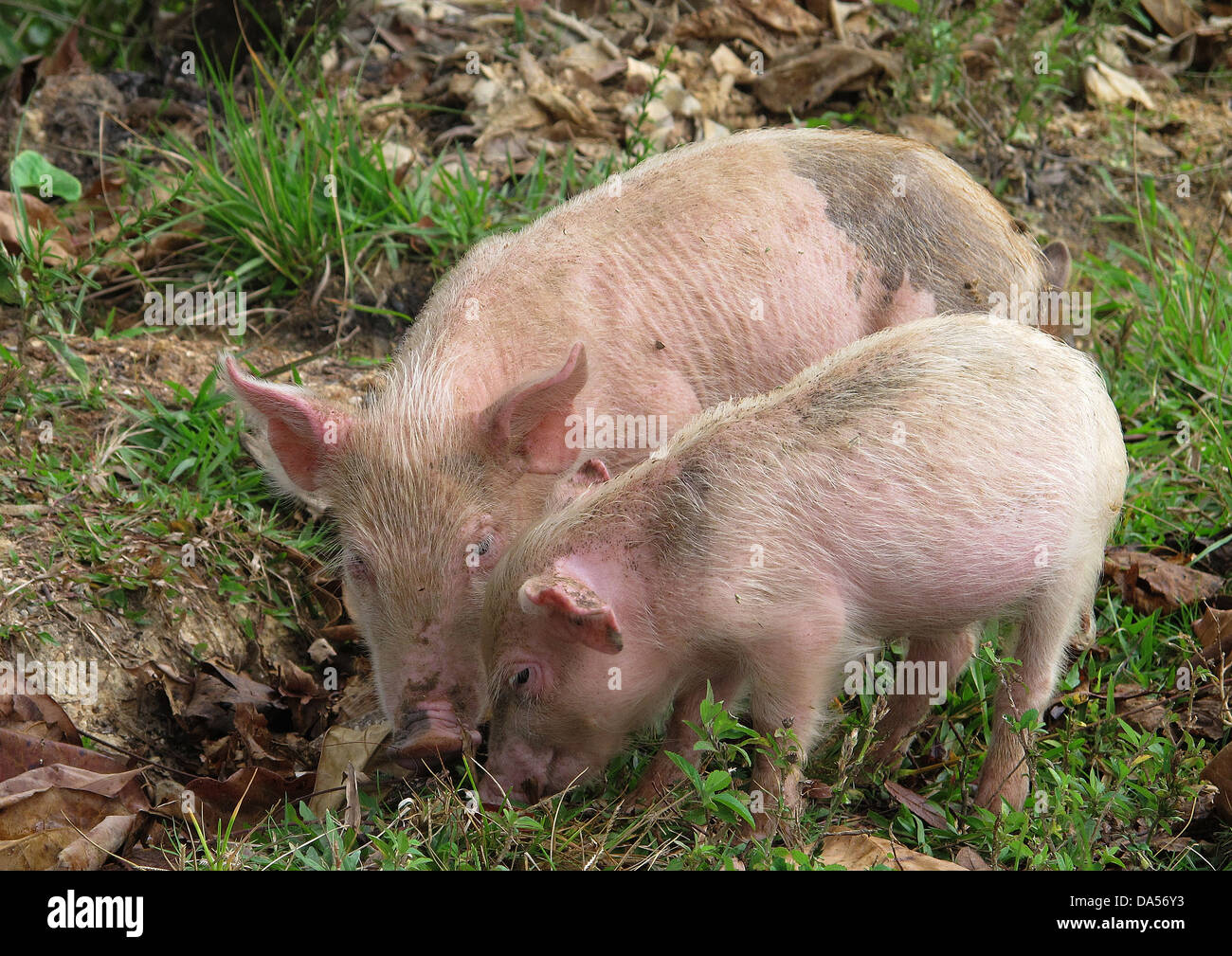 Deux cochons en train de manger Banque de photographies et d’images à ...