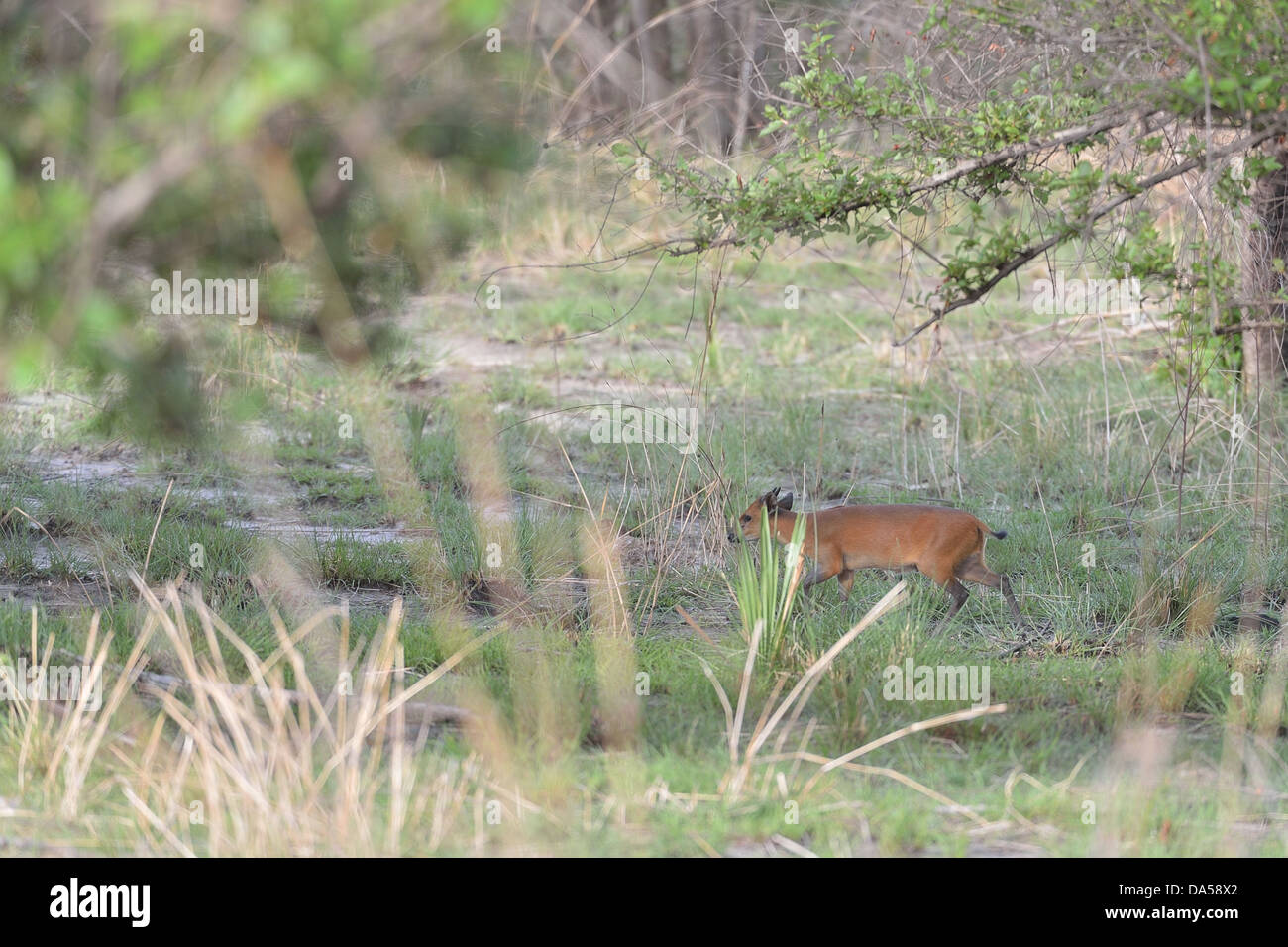 Cephalophus rufilatus Banque de photographies et d’images à haute ...