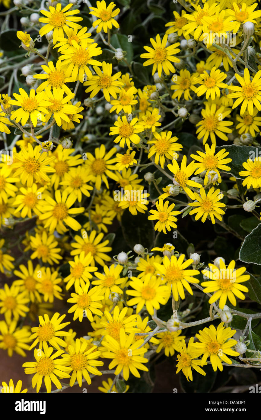 Brachyglottis senecio sunshine Banque de photographies et d’images à ...