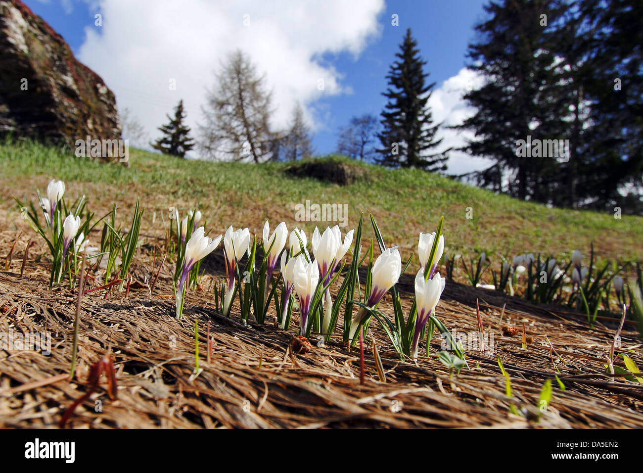 Crocus blanc Banque de photographies et d’images à haute résolution - Alamy