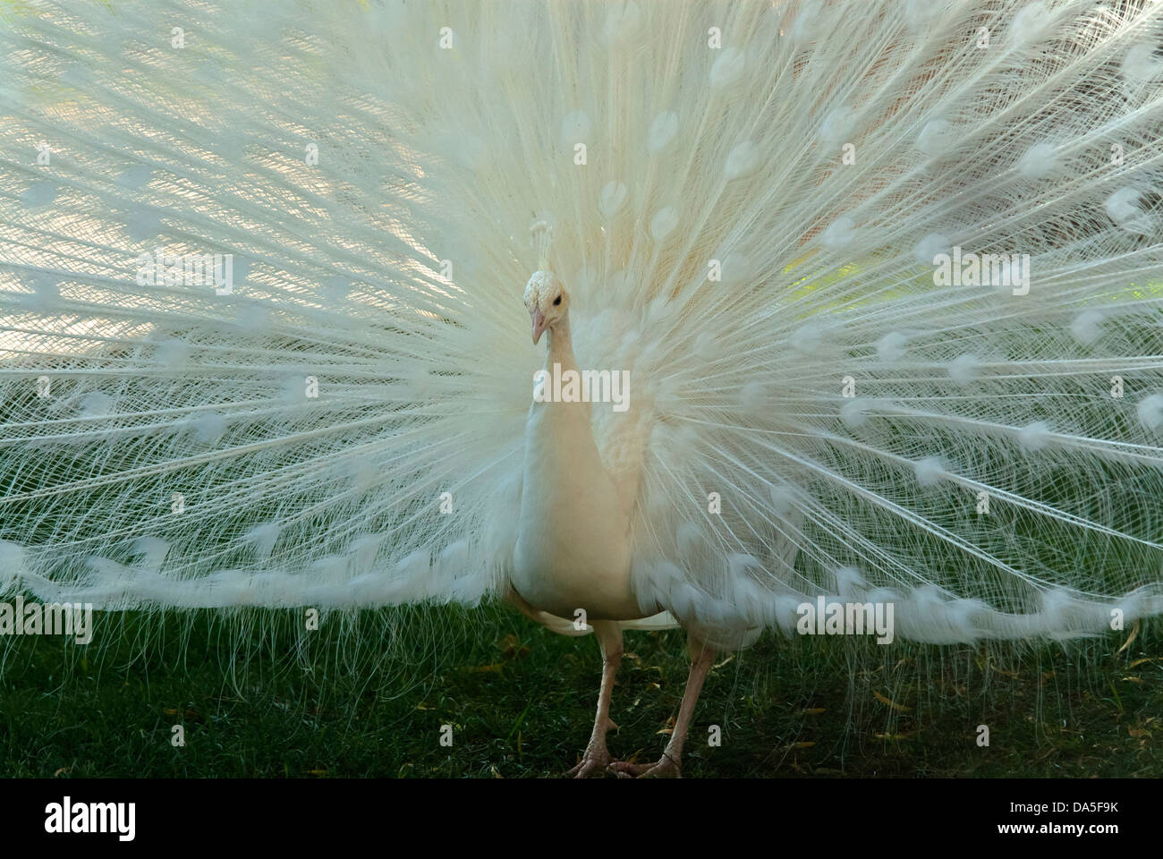 Albino Peacock, paon, oiseau, USA, United States, Amérique, queue ...