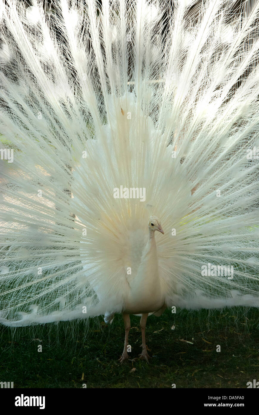 Albino peacock Banque de photographies et d’images à haute résolution ...
