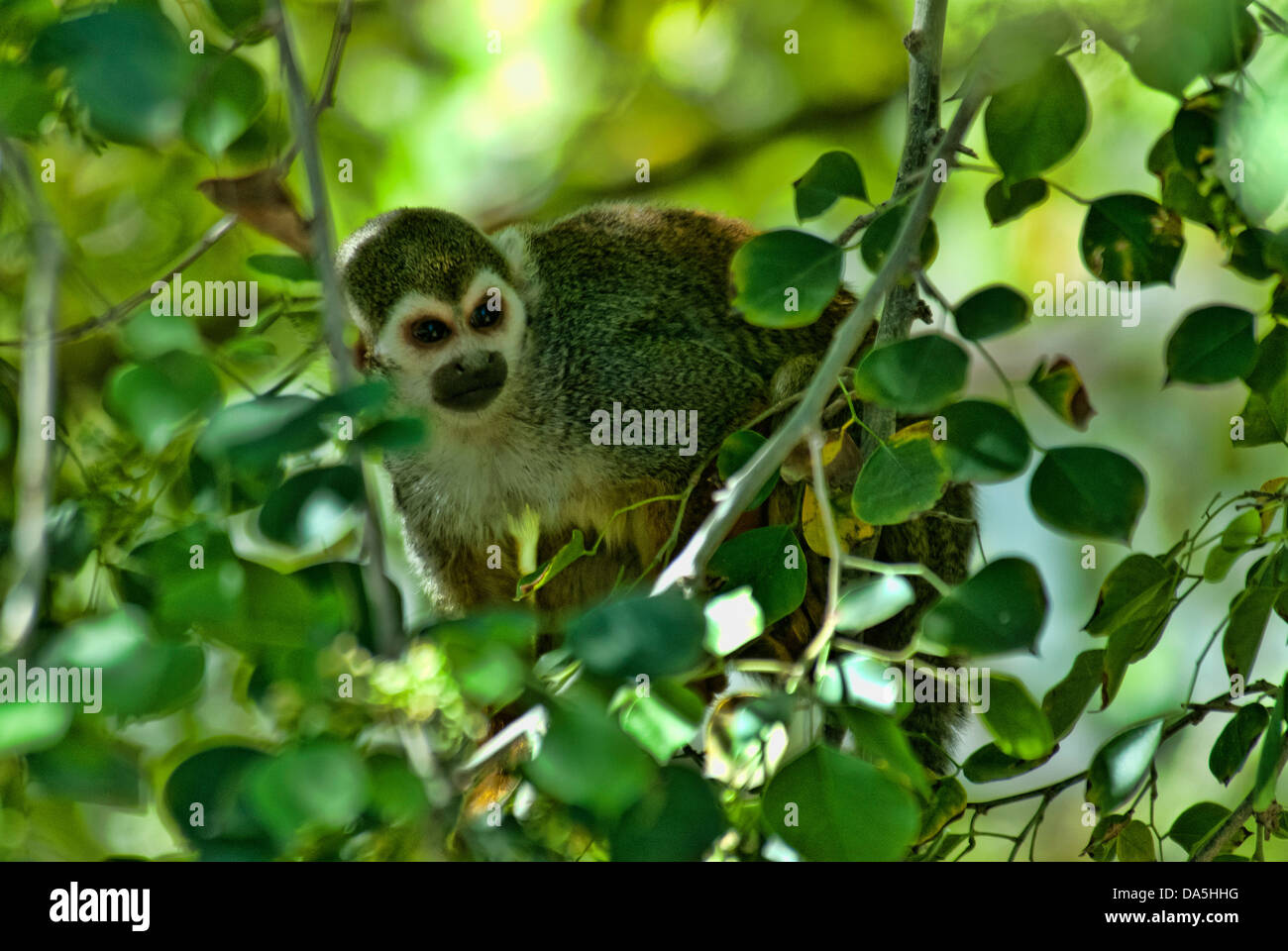 Arbre de singe Banque de photographies et d’images à haute résolution ...