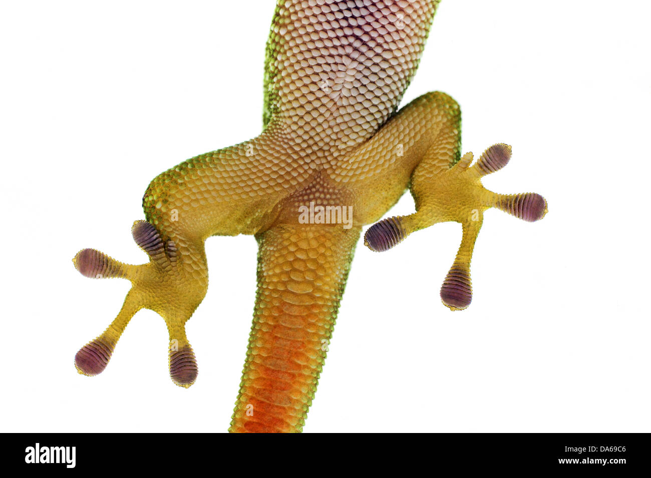 Mauritius lizard Banque de photographies et d’images à haute résolution ...
