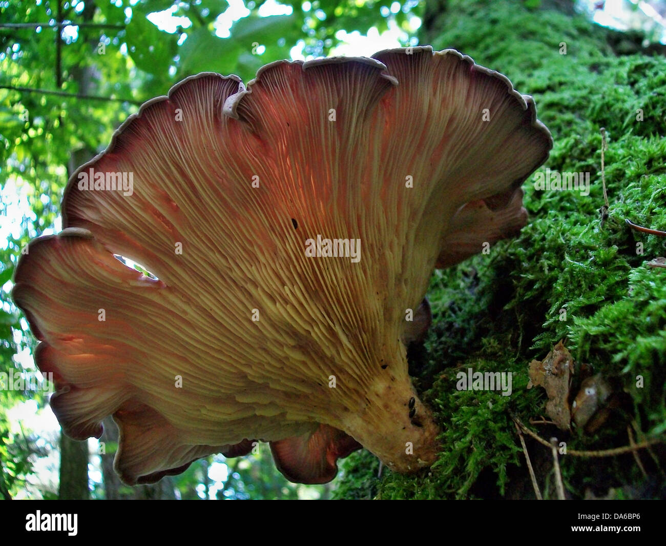 Lentinus conchatus Banque de photographies et d’images à haute ...