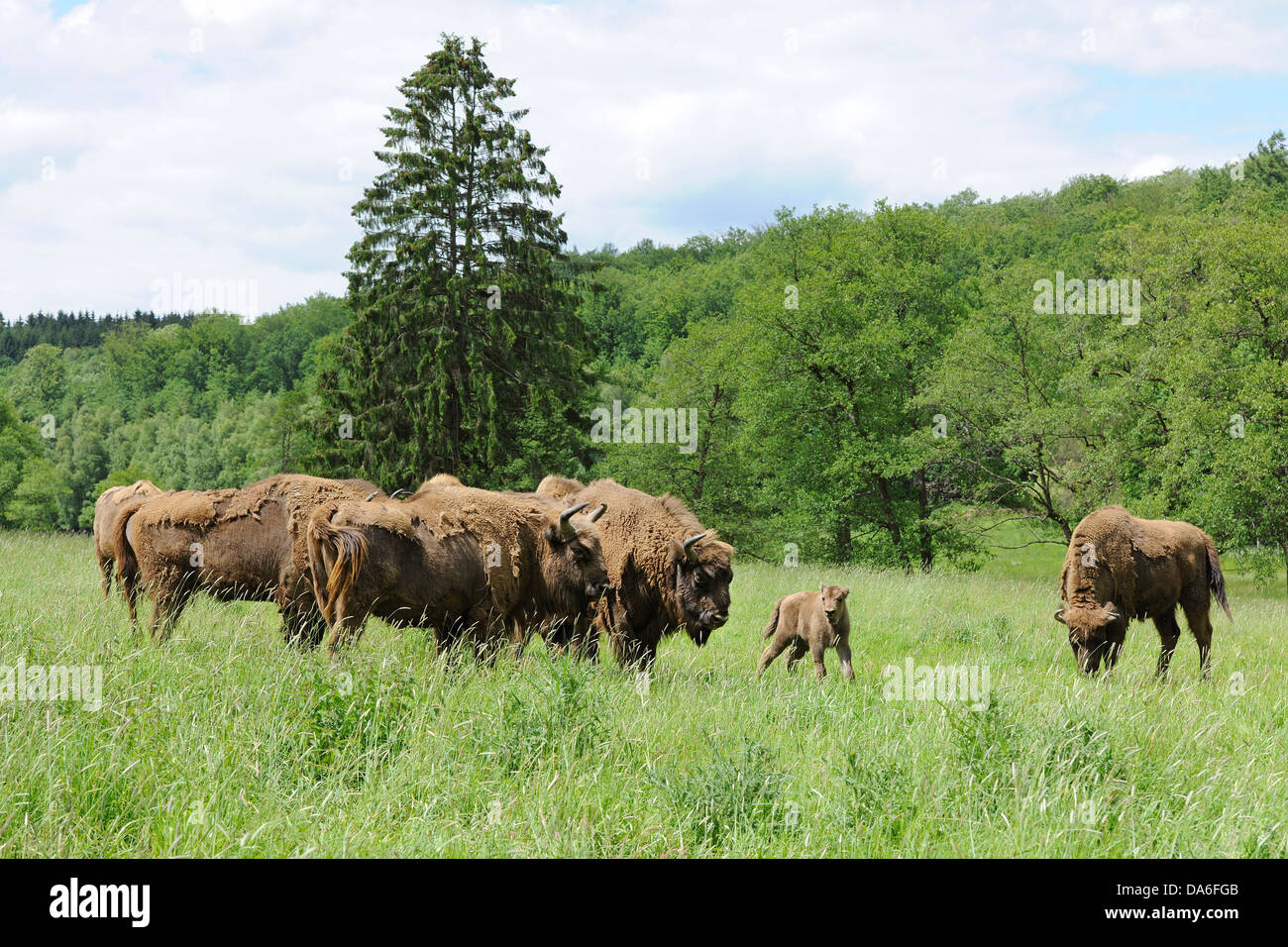 Troupeaux de bisons Banque de photographies et d’images à haute ...