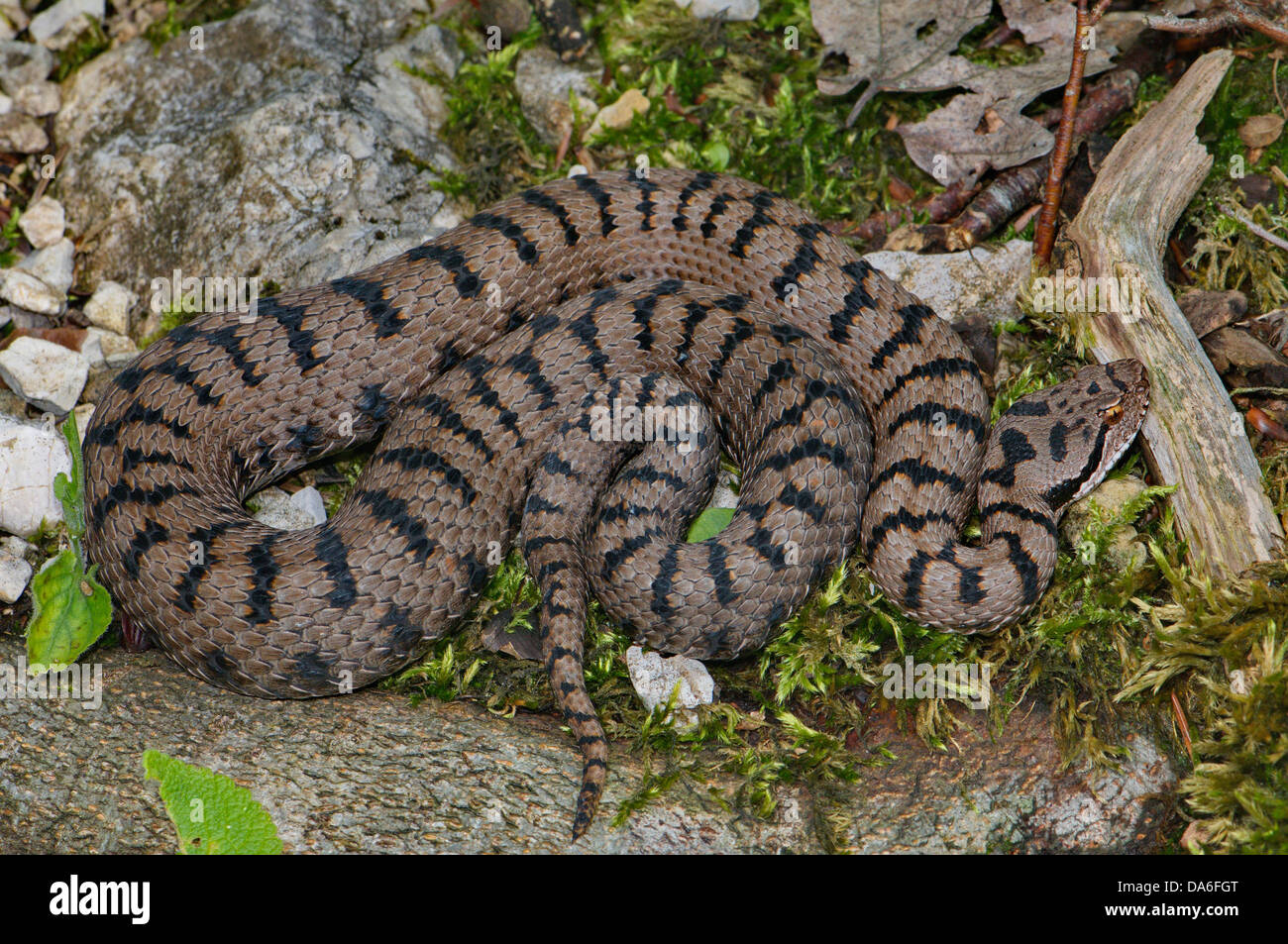 Viper, vipères, adder, additionneurs, vipère aspic, Vipera aspis a ...