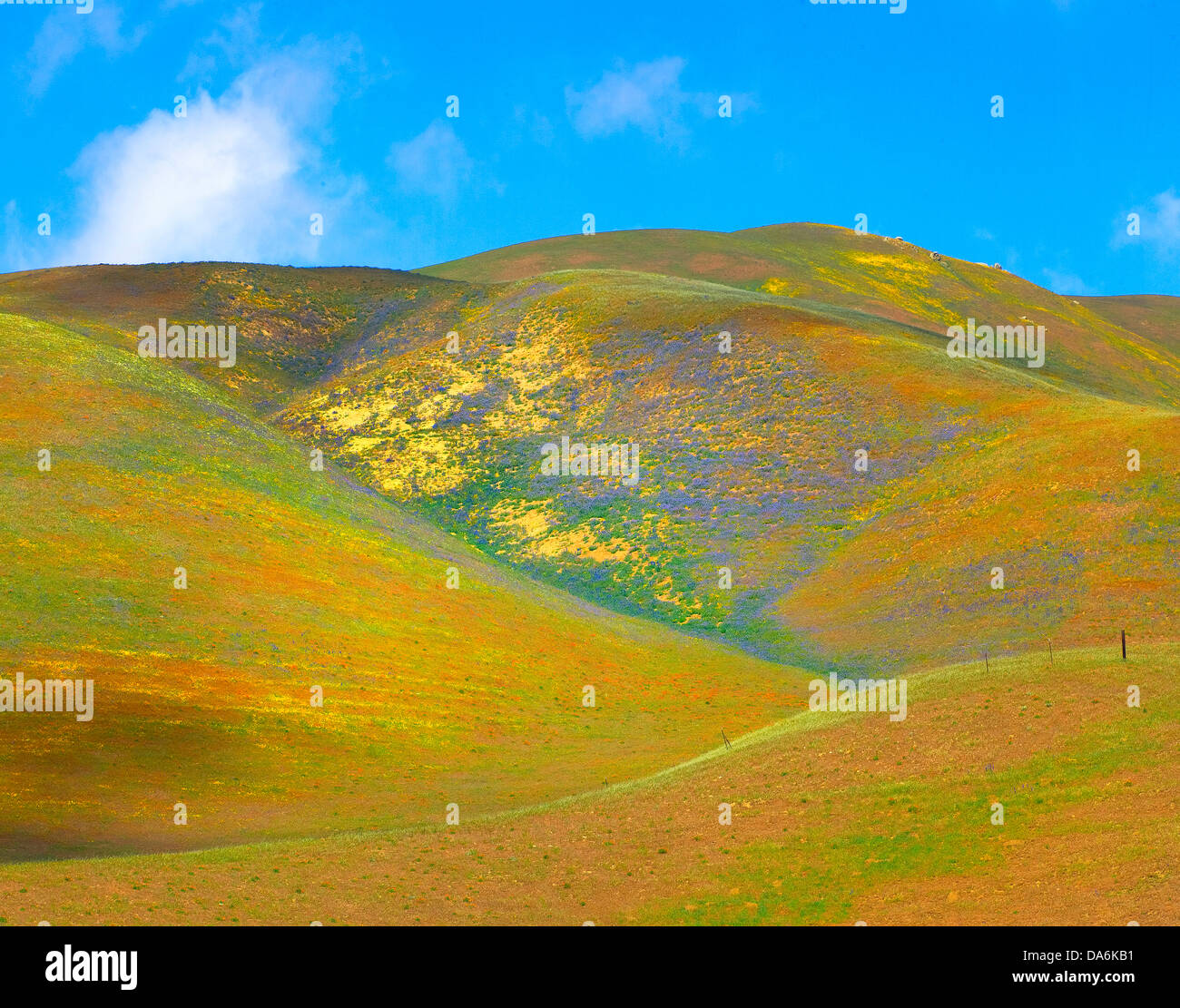 Fleurs sauvages du sud de la californie Banque de photographies et d ...