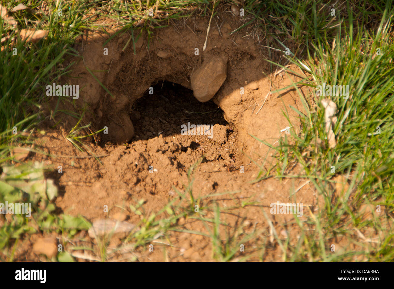 Trou de rat Banque de photographies et d’images à haute résolution - Alamy