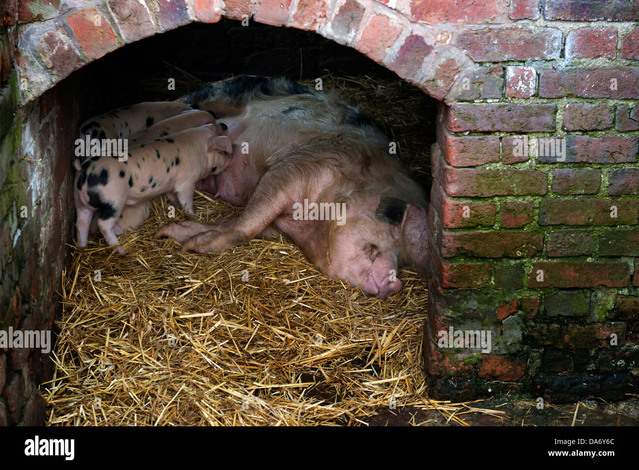 Races de porcs traditionnelles Banque de photographies et d’images à ...