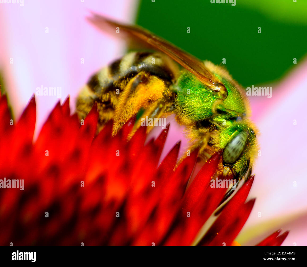 Abeille verte Banque de photographies et d’images à haute résolution ...