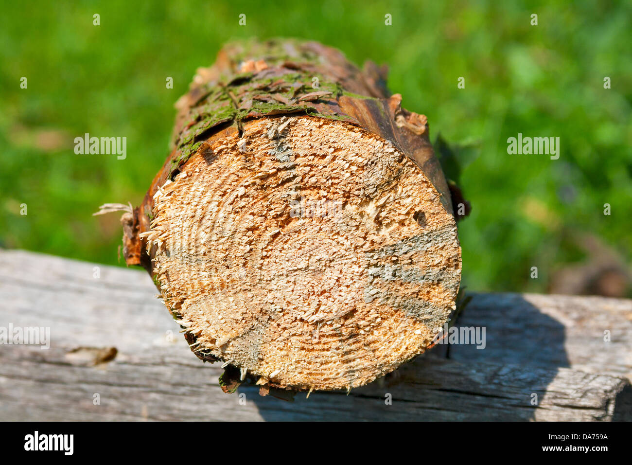Scier du bois Banque de photographies et d’images à haute résolution ...