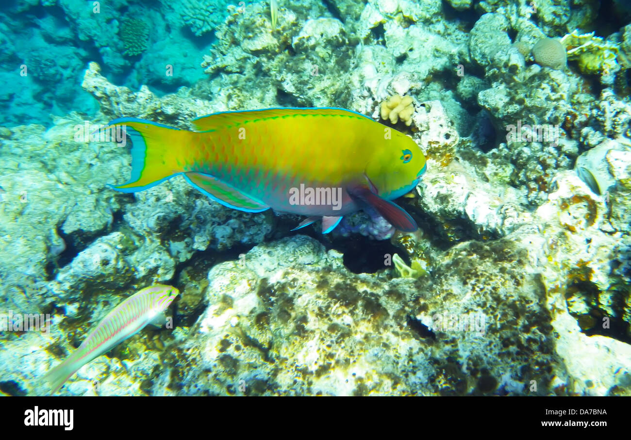 Poisson chirurgien de mer rouge Banque de photographies et d’images à ...