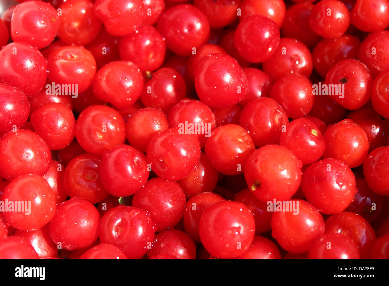 Direction générale de l'image de fruits rouges avec des Prunus ...